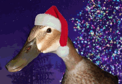 Eendje Volg Gif Swarovski Silver Kristal Dieren Lucht Winterkoninkje